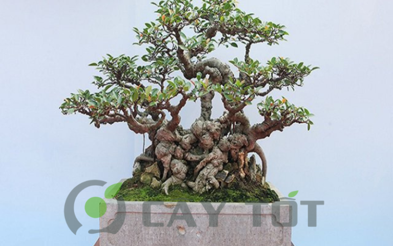 33+ Các Thế Cây Bonsai Đẹp Từ Cổ Điển Đến Hiện Đại