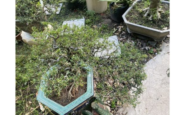 Cây Linh Sam - Nét Đẹp Từ Nghệ Thuật Bonsai 2024