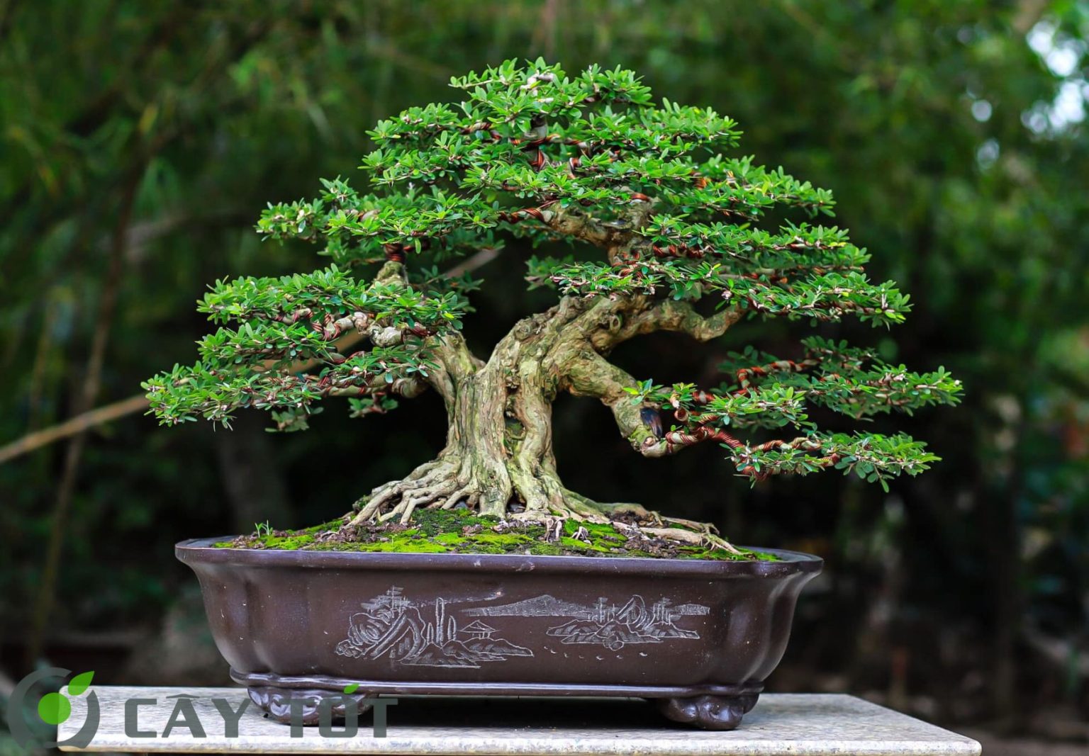 Cây Linh Sam - Nét Đẹp Từ Nghệ Thuật Bonsai 2024
