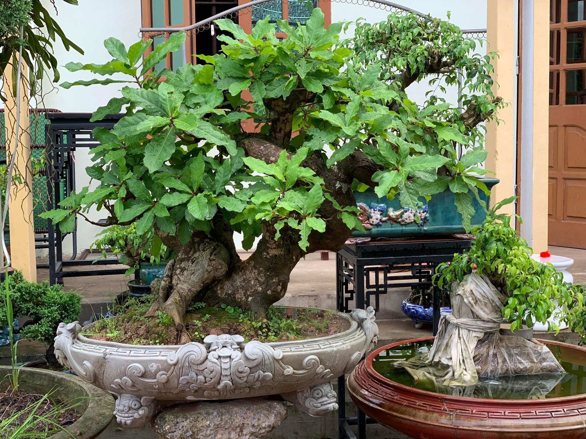 Cây Lộc Vừng - Loài Cây Công Trình Đẹp Mắt