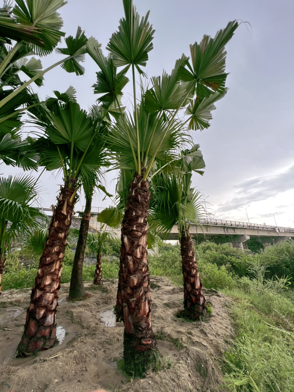 Cây Cọ - Loài Cây Trồng Sân Vườn Đẹp Mắt 2024