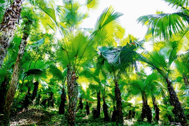 Cây Cọ - Loài Cây Trồng Sân Vườn Đẹp Mắt 2024