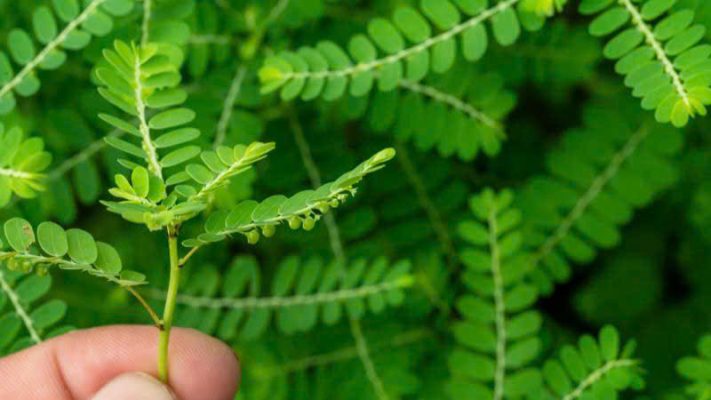 Cây Chó Đẻ (Diệp Hạ Châu) Và 5 Tác Dụng Ít Ai Biết