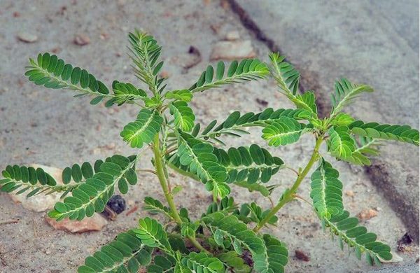 Cây Chó Đẻ (Diệp Hạ Châu) Và 5 Tác Dụng Ít Ai Biết