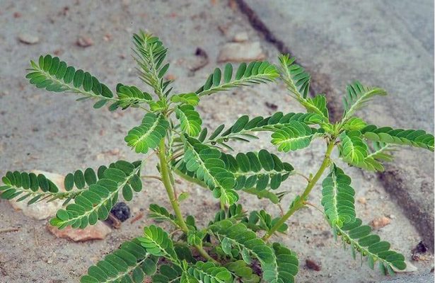 Cây Chó Đẻ (Diệp Hạ Châu) Và 5 Tác Dụng Ít Ai Biết