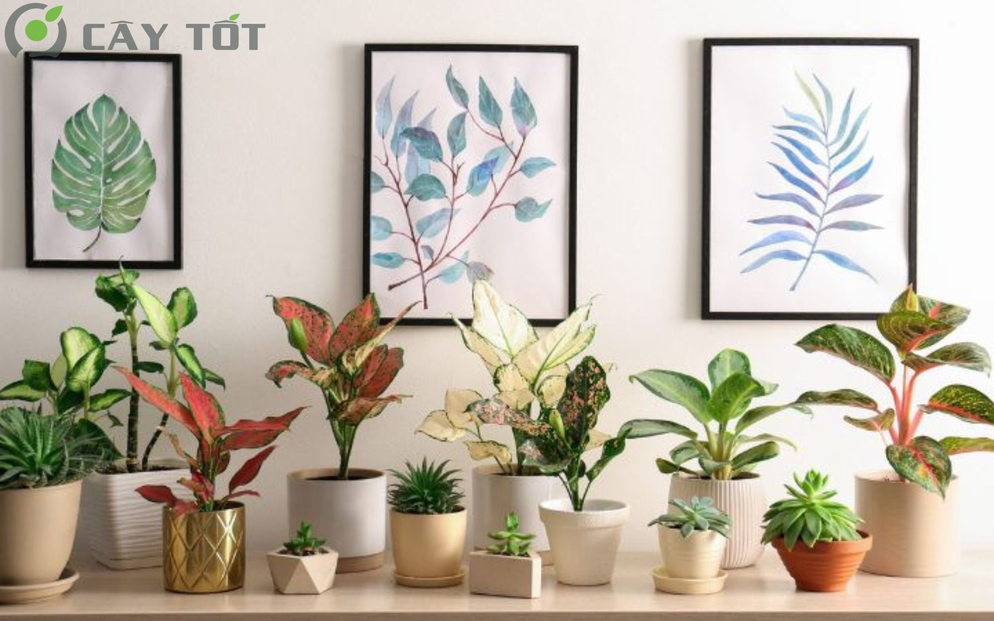 Cây Vạn Lộc - Loài Cây Tiểu Cảnh Đẹp Mắt 2024