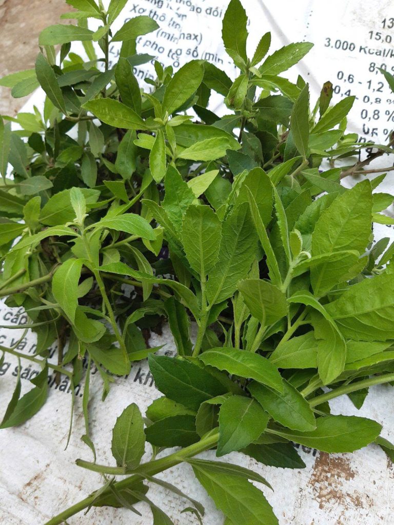 Cây Cúc Tần - 6 Cách Sử Dụng Hiệu Quả