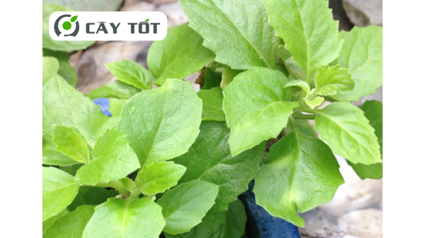 Cây Bầu Đất - Top 7 Điều Cần Biết Về Loài Cây Này