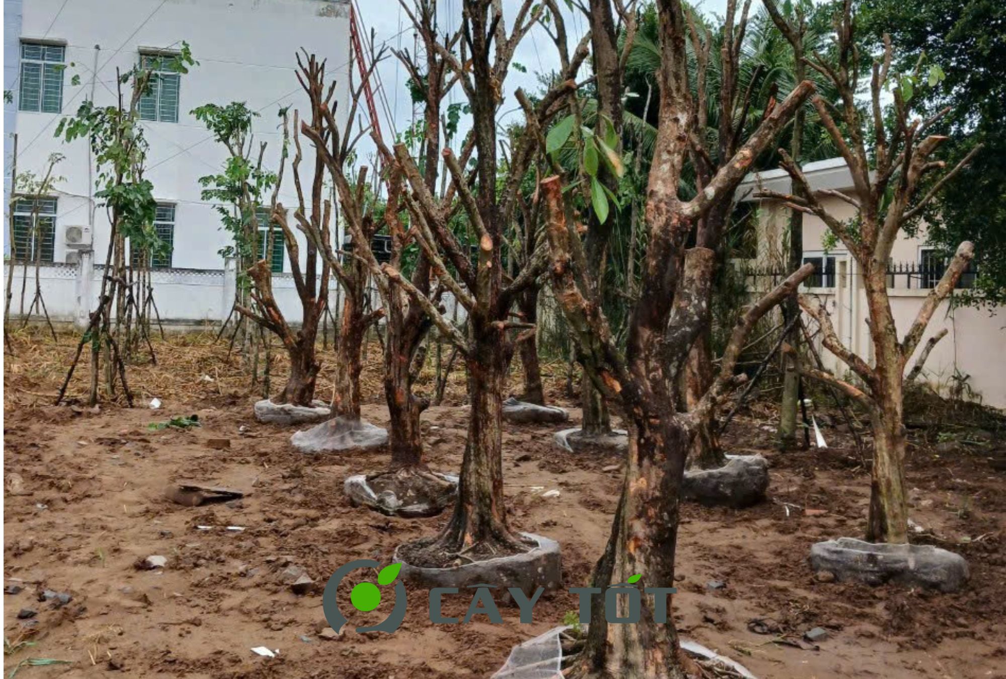 Thông Tin HOT Về Cây Dâu Da Công Trình 2025 - Cây Tốt