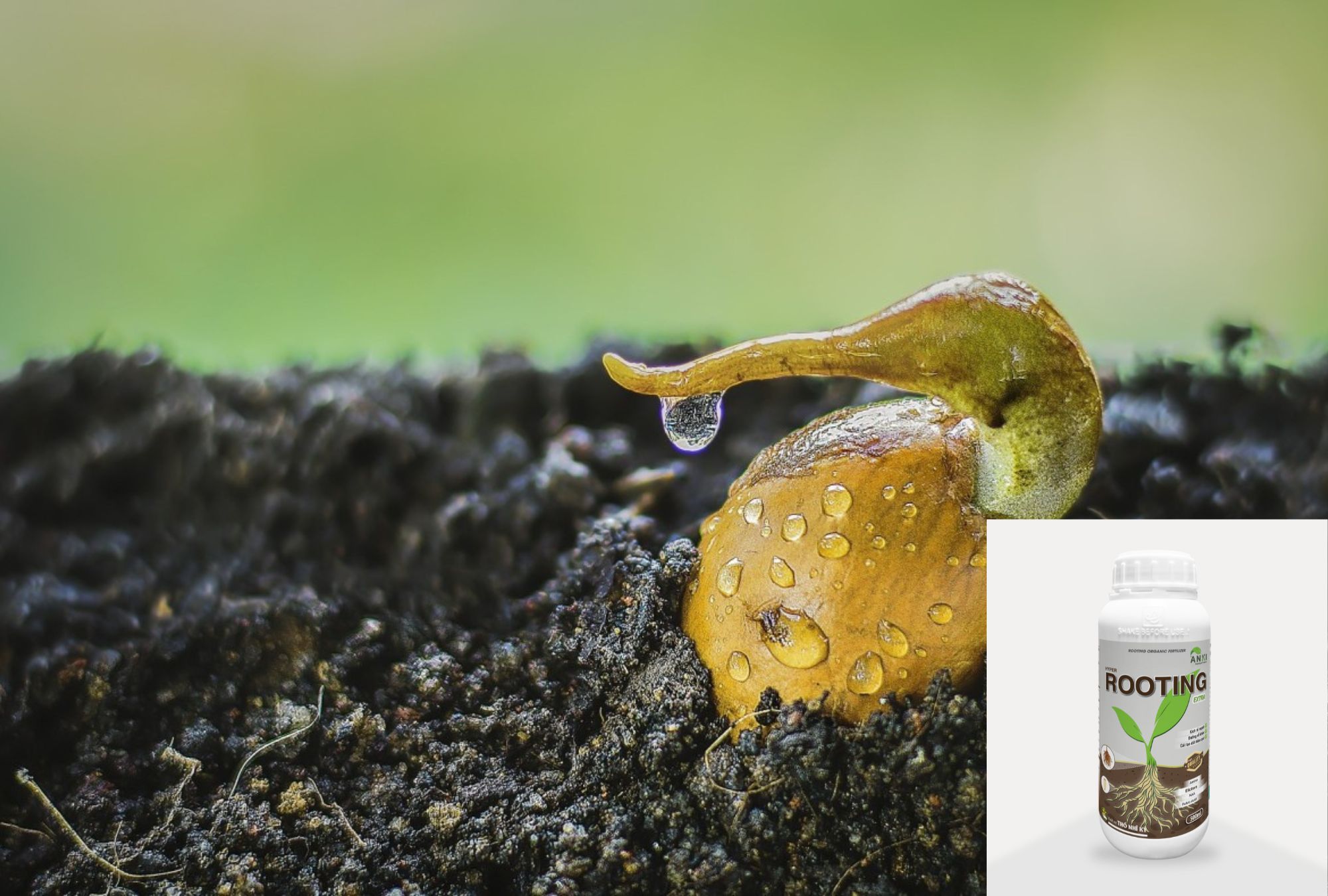 Top 5 Lý Do Nên Dùng Thuốc Rooting Agent Tăng Sinh Khối Rễ