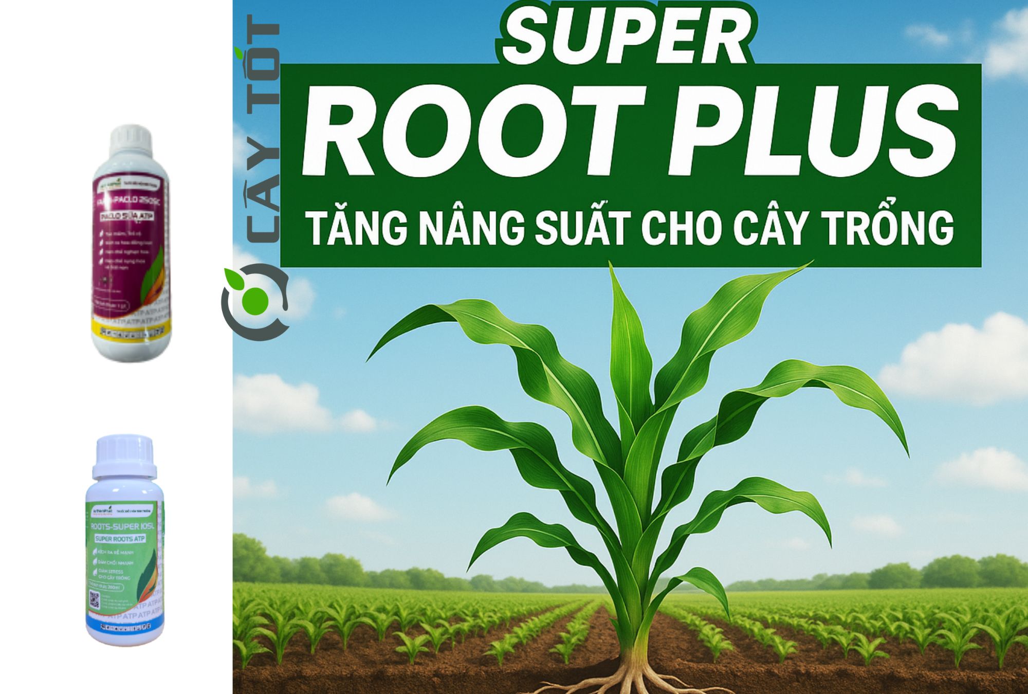 7 Lợi Ích Vàng Của Root Plus Super Tăng Năng Suất Cây Trồng