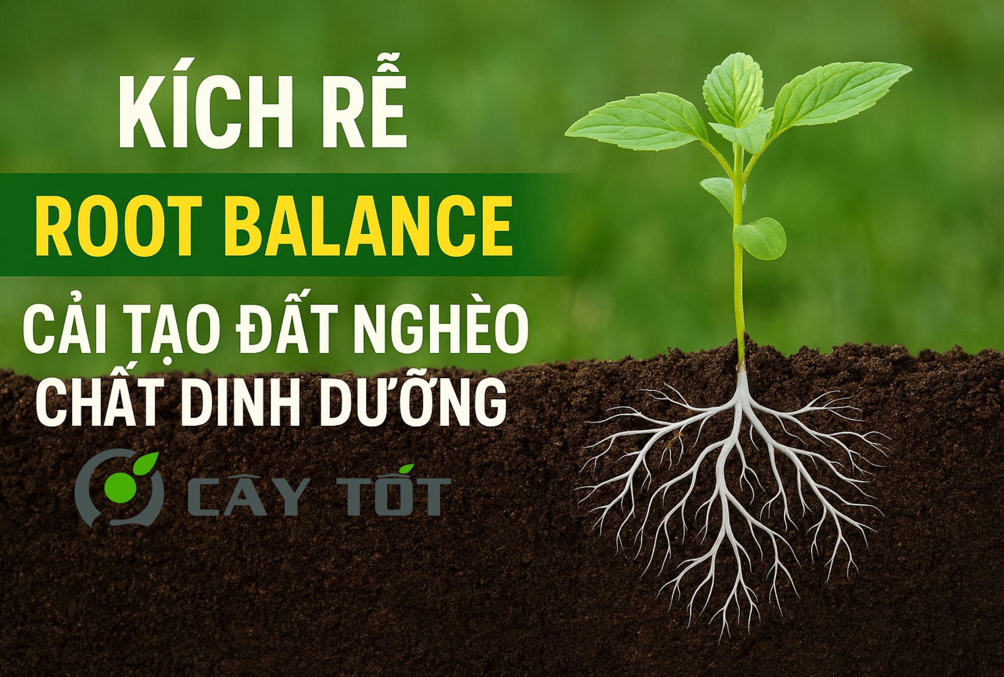 Root Balance - 7 Bước Biến Đất Nghèo Thành Đất Vàng Bội Thu