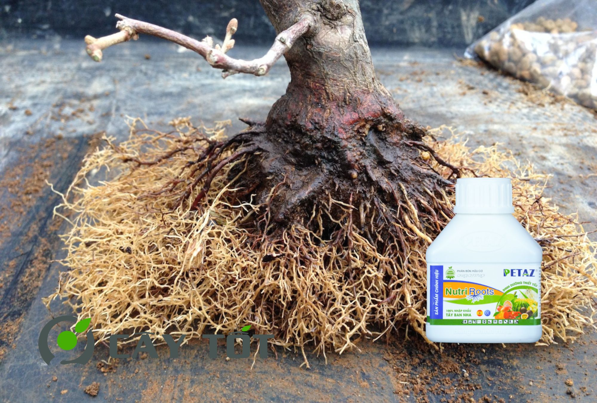 7 Lý Do Nên Mua Thuốc Kích Rễ Nutri Root Chính Hãng Giá Tốt