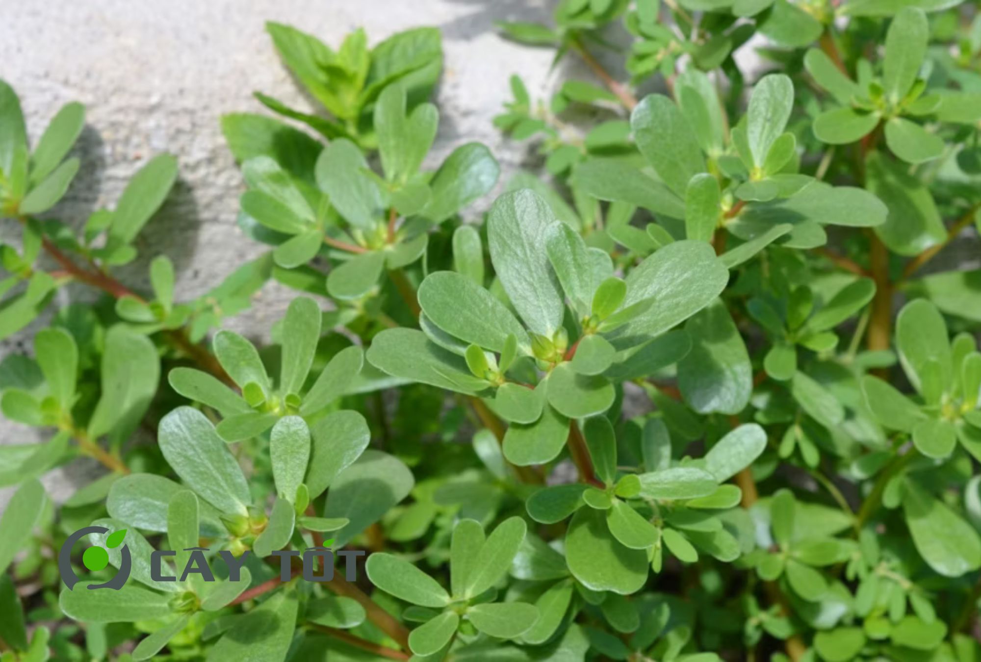 5 Công Dụng & Cách Trồng Hạt Giống Rau Sam Xanh Mơn Mởn